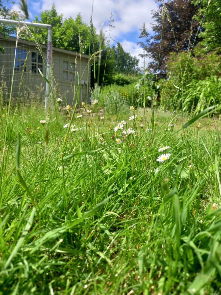 The end of No Mow May: A guide to 'mowing' forward | Credibly Green